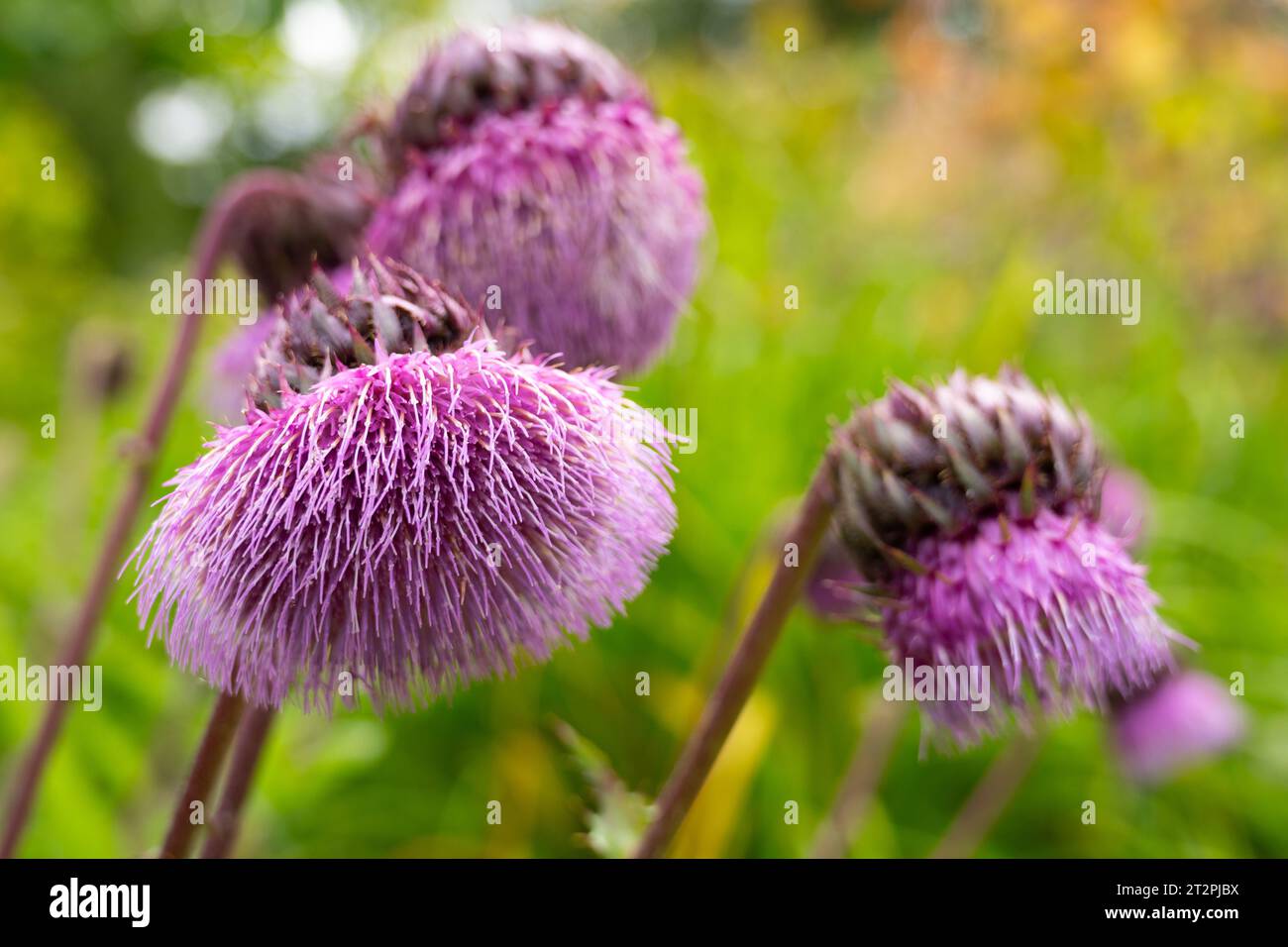 macro detail of a bed of Melancholy thistle (cirsium heterophyllum ...