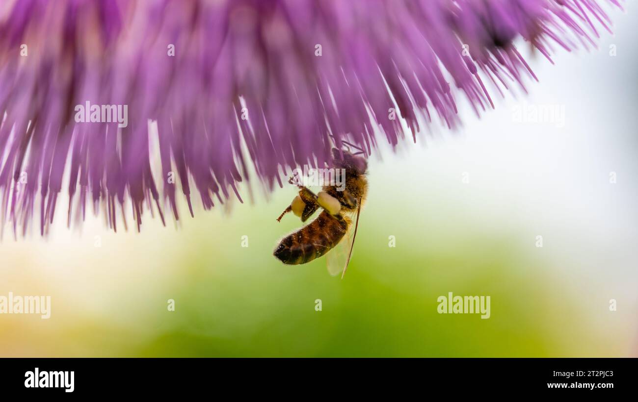 macro detail of a bee buzzing around a bed of Melancholy thistle ...