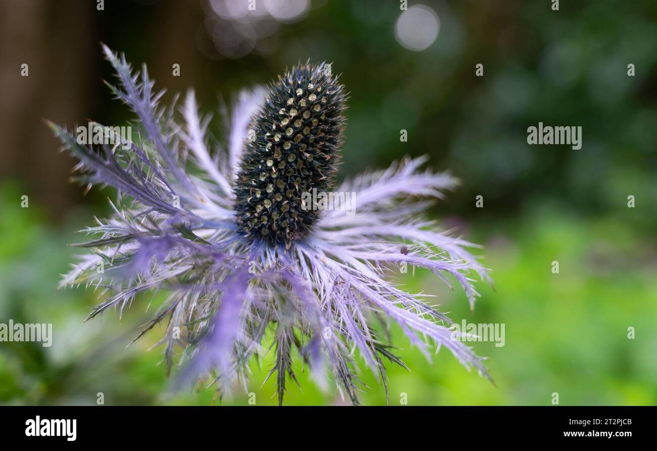 macro detail of a Queen of the Alps, or alpine sea holly flower ...