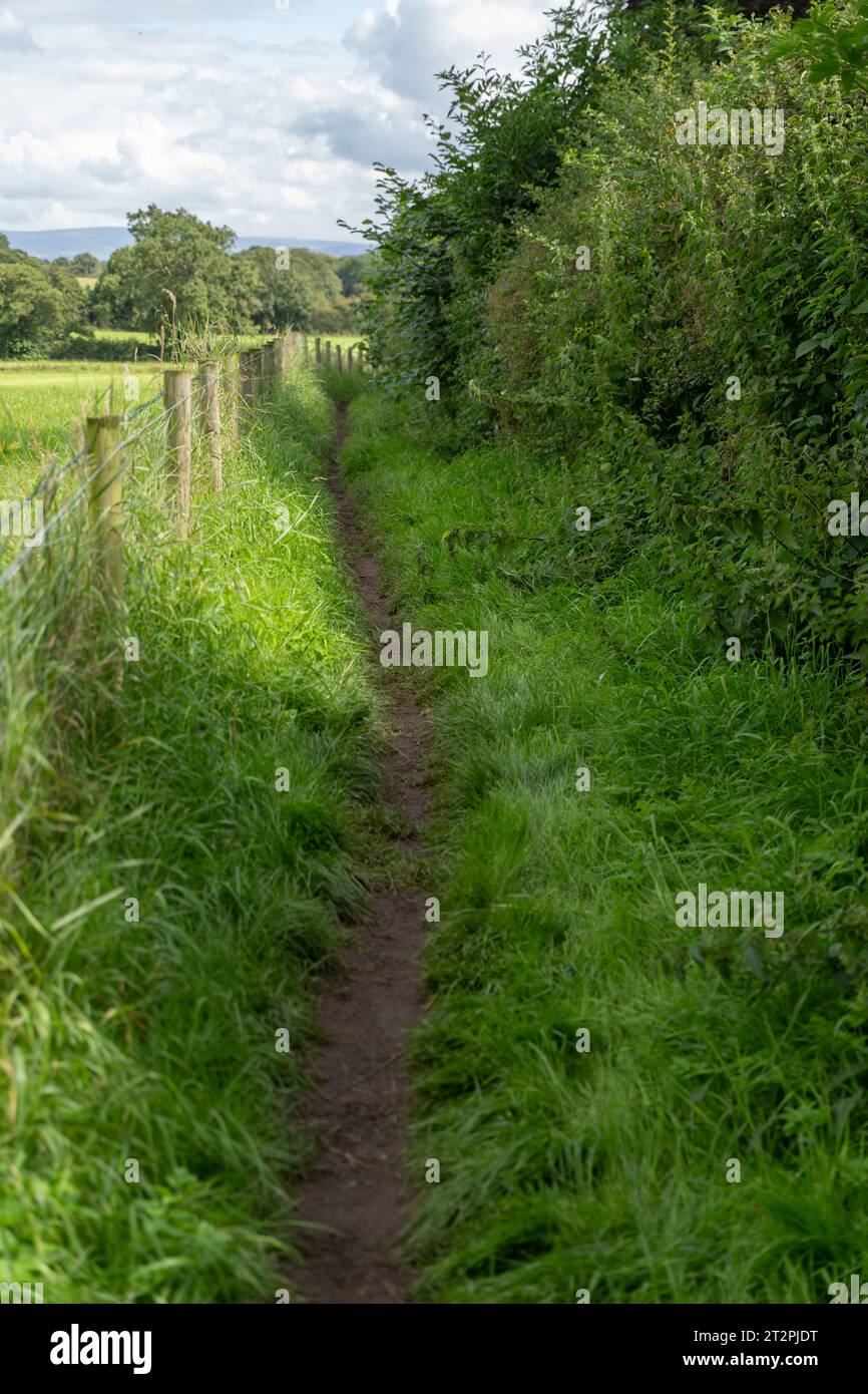 path along a hedgerow and meadow, part of Hadrian's Wall Path near ...