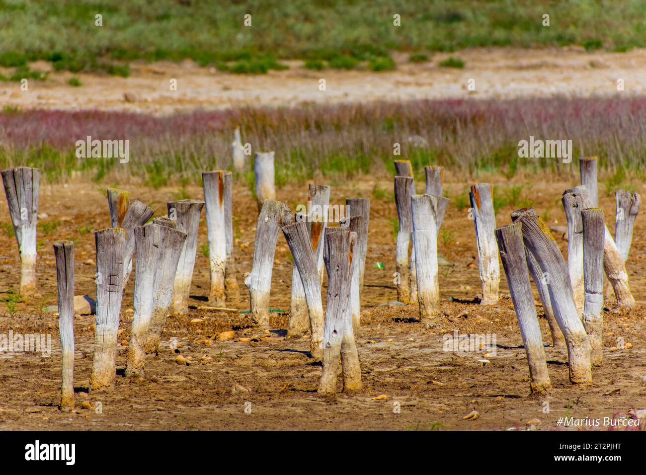 Stakes in ground hi-res stock photography and images - Alamy
