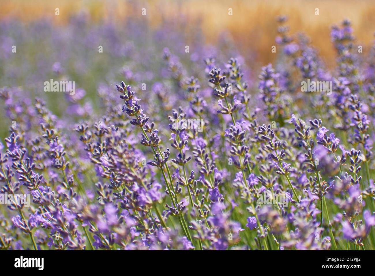 Beautiful purple lavender flowers hi-res stock photography and images ...