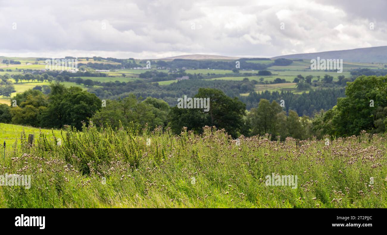 cotton grass growing along a farm edge, with rolling countryside in the ...