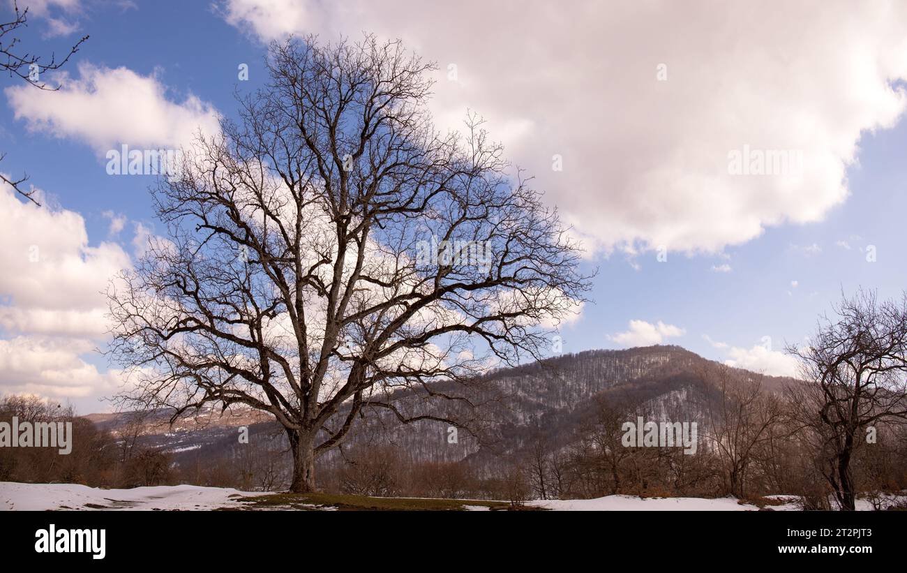 A beautiful large oak tree in winter Stock Photo - Alamy