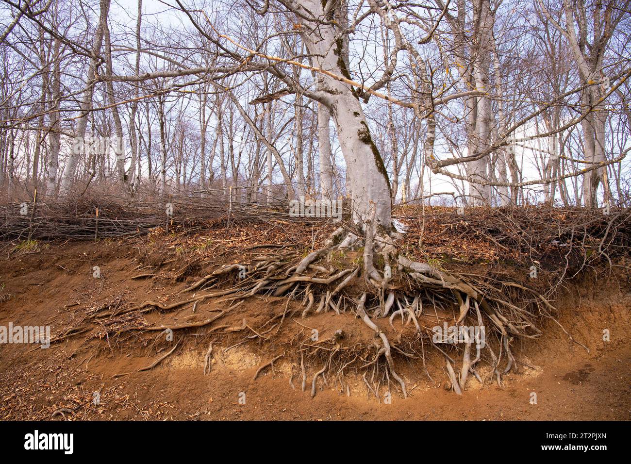 Beautiful roots of a large oak Stock Photo - Alamy