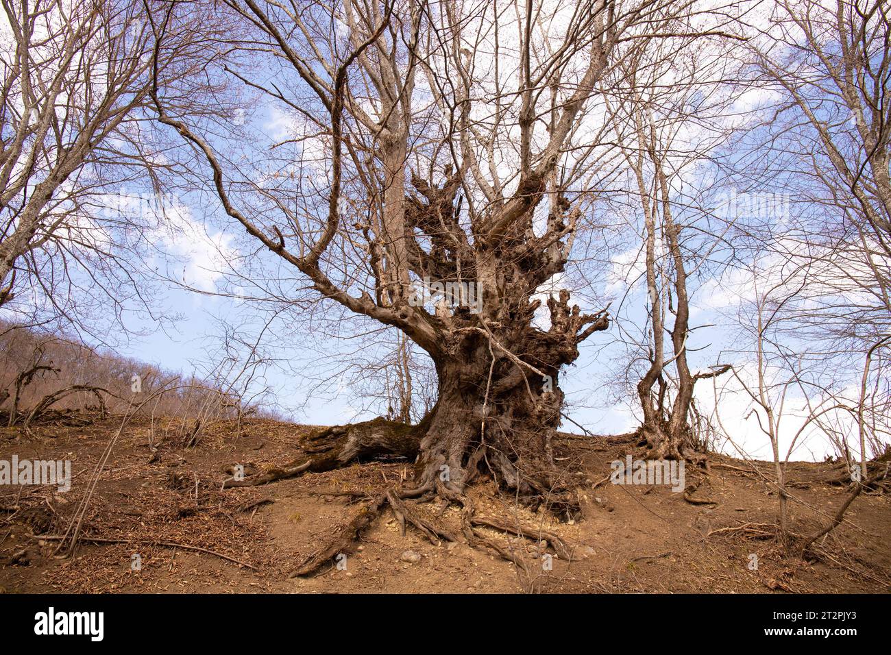 Gnarled roots old trees hi-res stock photography and images - Alamy