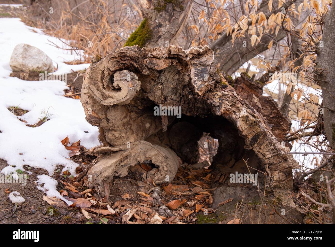 Magnificent view snowy forest in hi-res stock photography and images ...
