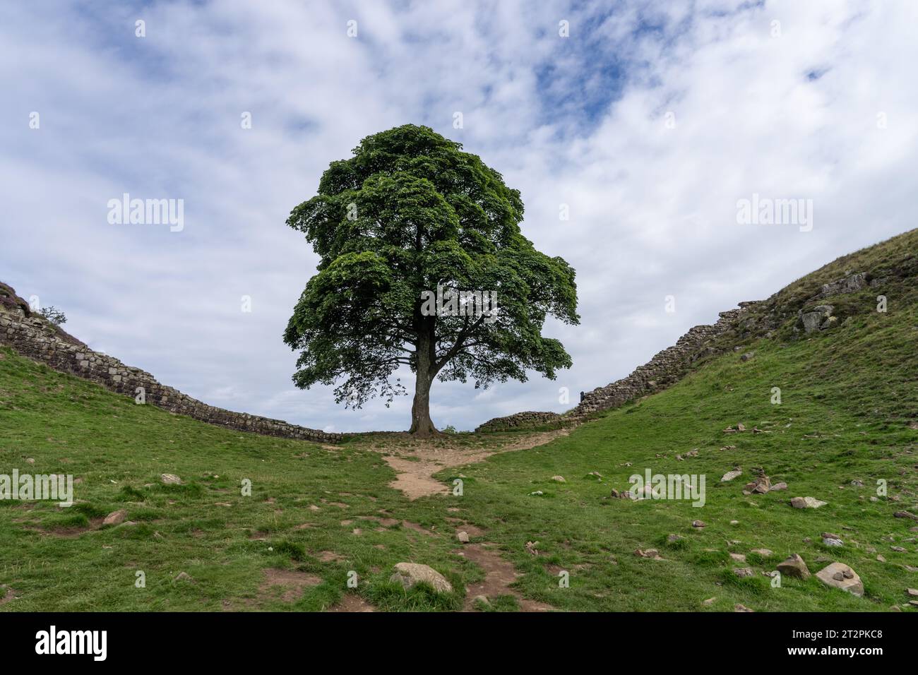 the tree at Sycamore Gap at Hardian's Wall near Housesteads ...