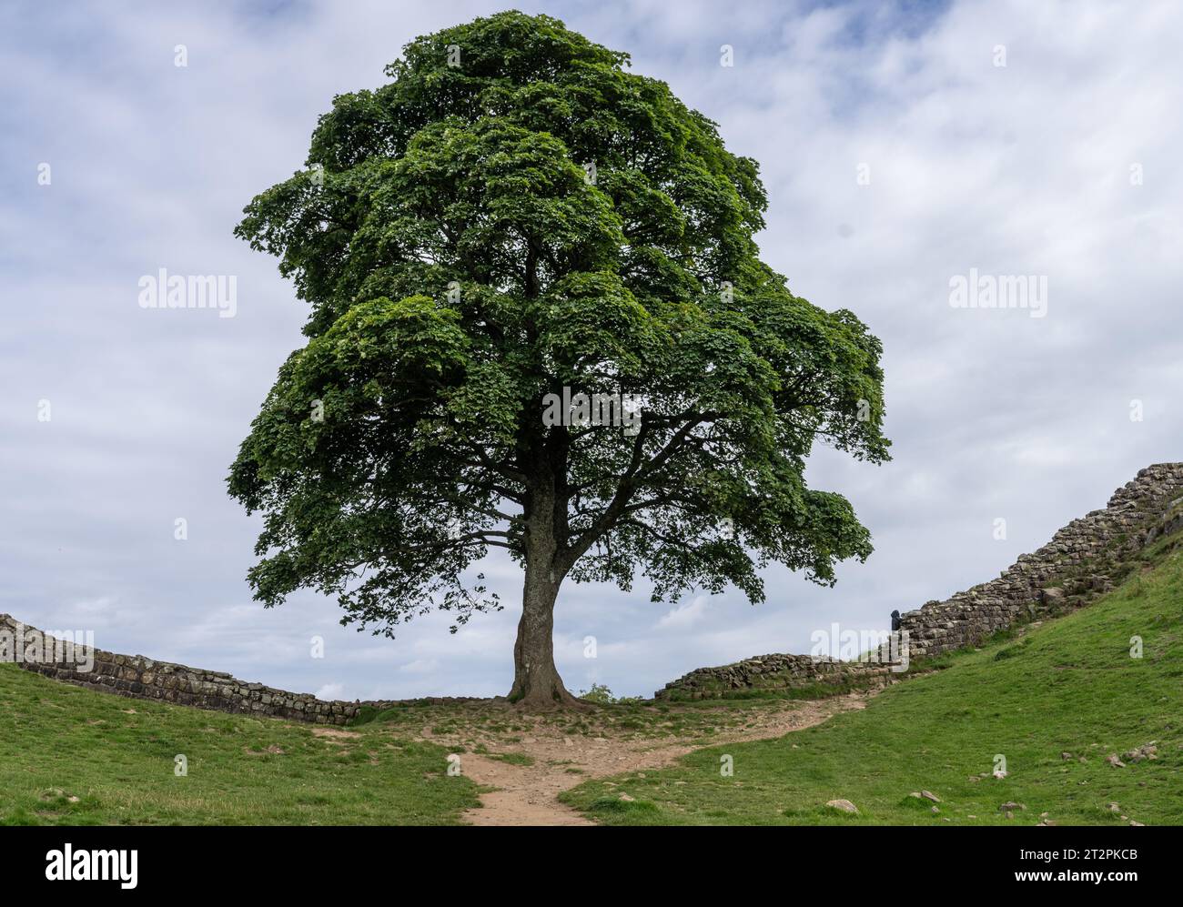 the tree at Sycamore Gap at Hardian's Wall near Housesteads ...