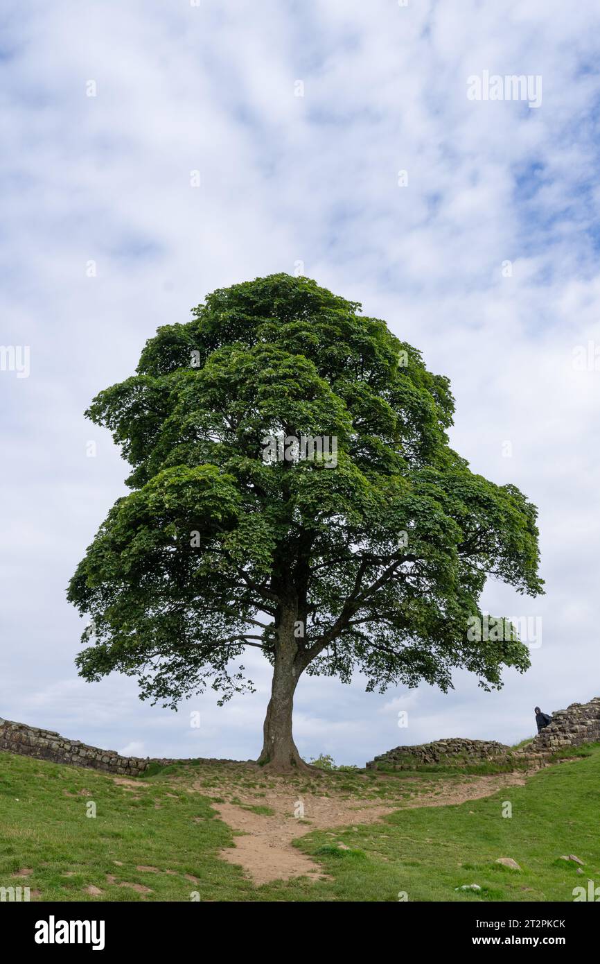 the tree at Sycamore Gap at Hardian's Wall near Housesteads ...