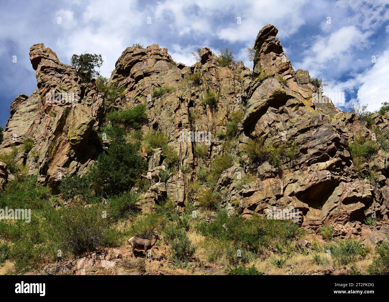 Bghorn sheep ewes hi-res stock photography and images - Alamy