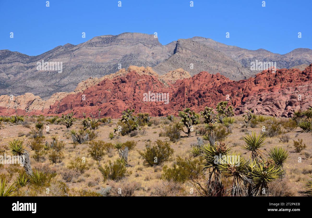 the colorful, eroded rocks of red rock national conservation area and ...