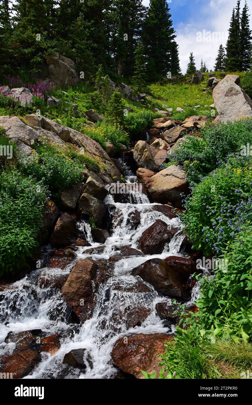 pretty wildflowers next to a creek along the trail up to lake isabelle ...