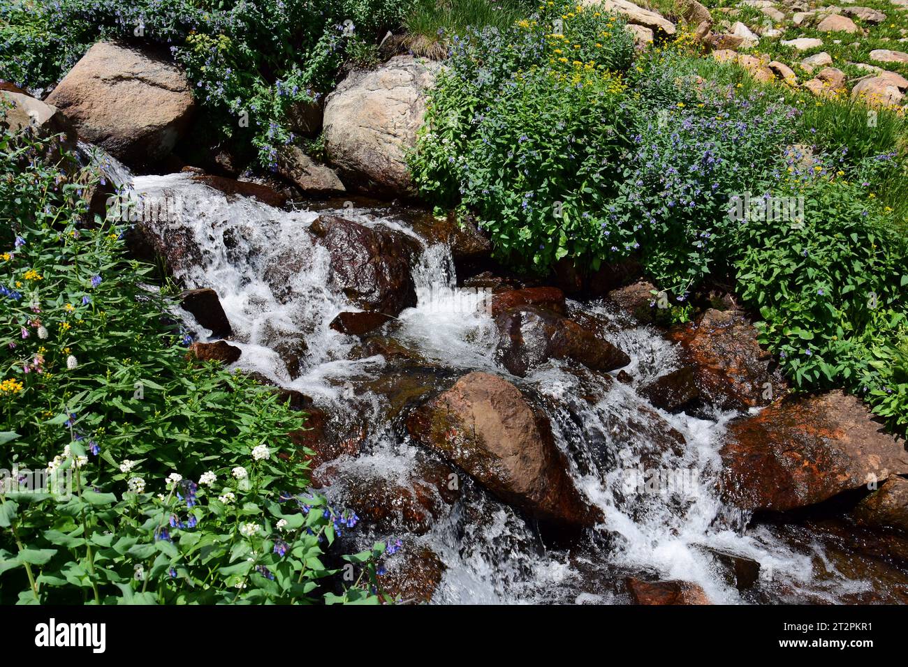 pretty wildflowers next to a creek along the trail up to lake isabelle ...