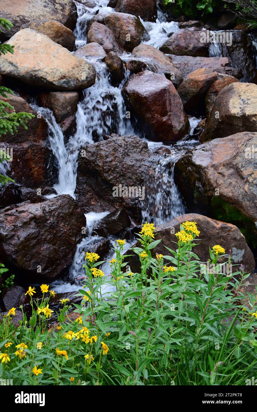 pretty yellow wildflowers next to a creek along the trail up to lake ...