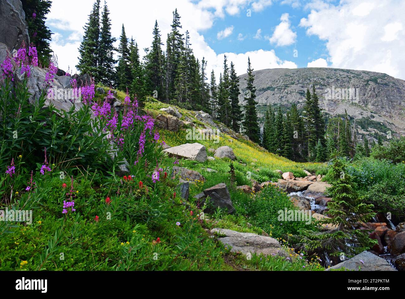 pretty fireweed wildflowers next to a waterfall along the trail up to ...