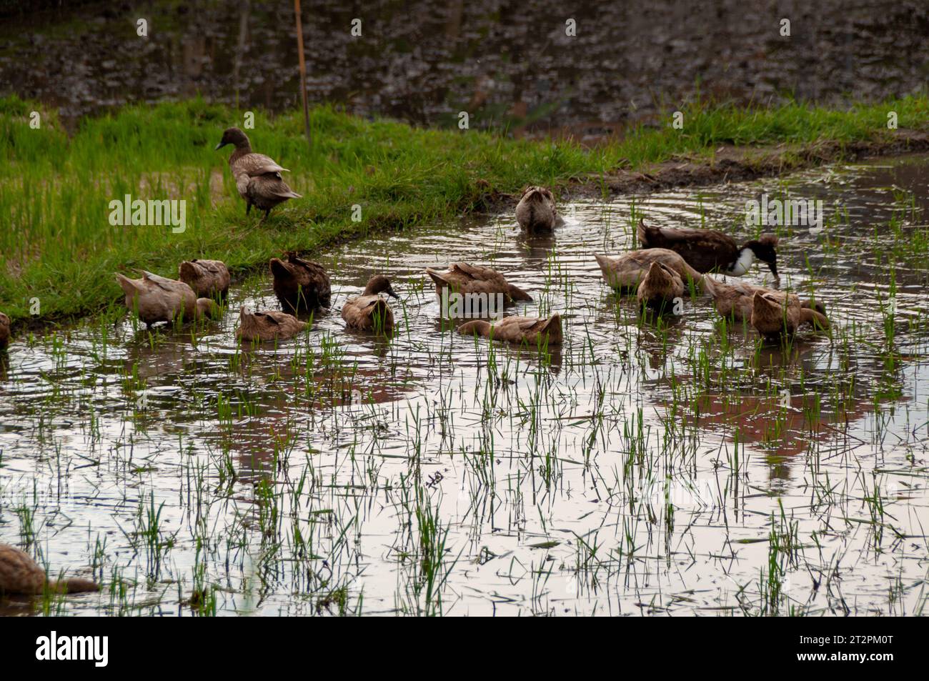 Ducks feeding in a paddy field in Bali, Indonesia Stock Photo - Alamy