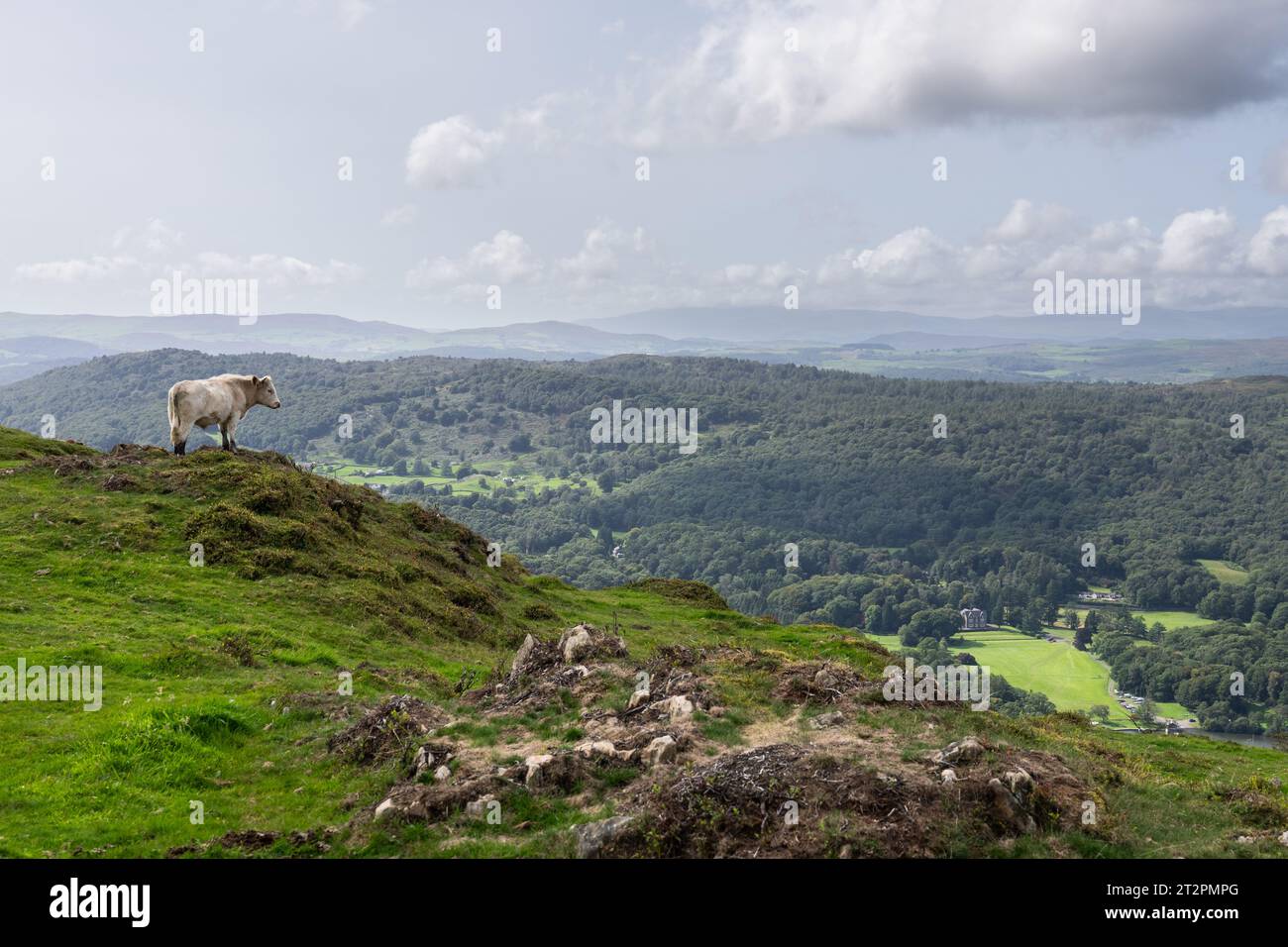 grazing cow admiring the view of Lake Windermere from Gunner's How ...