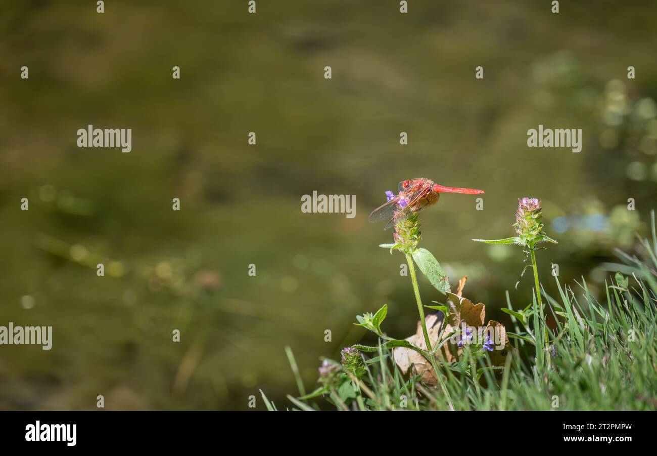 Dragonfly lake hi-res stock photography and images - Alamy