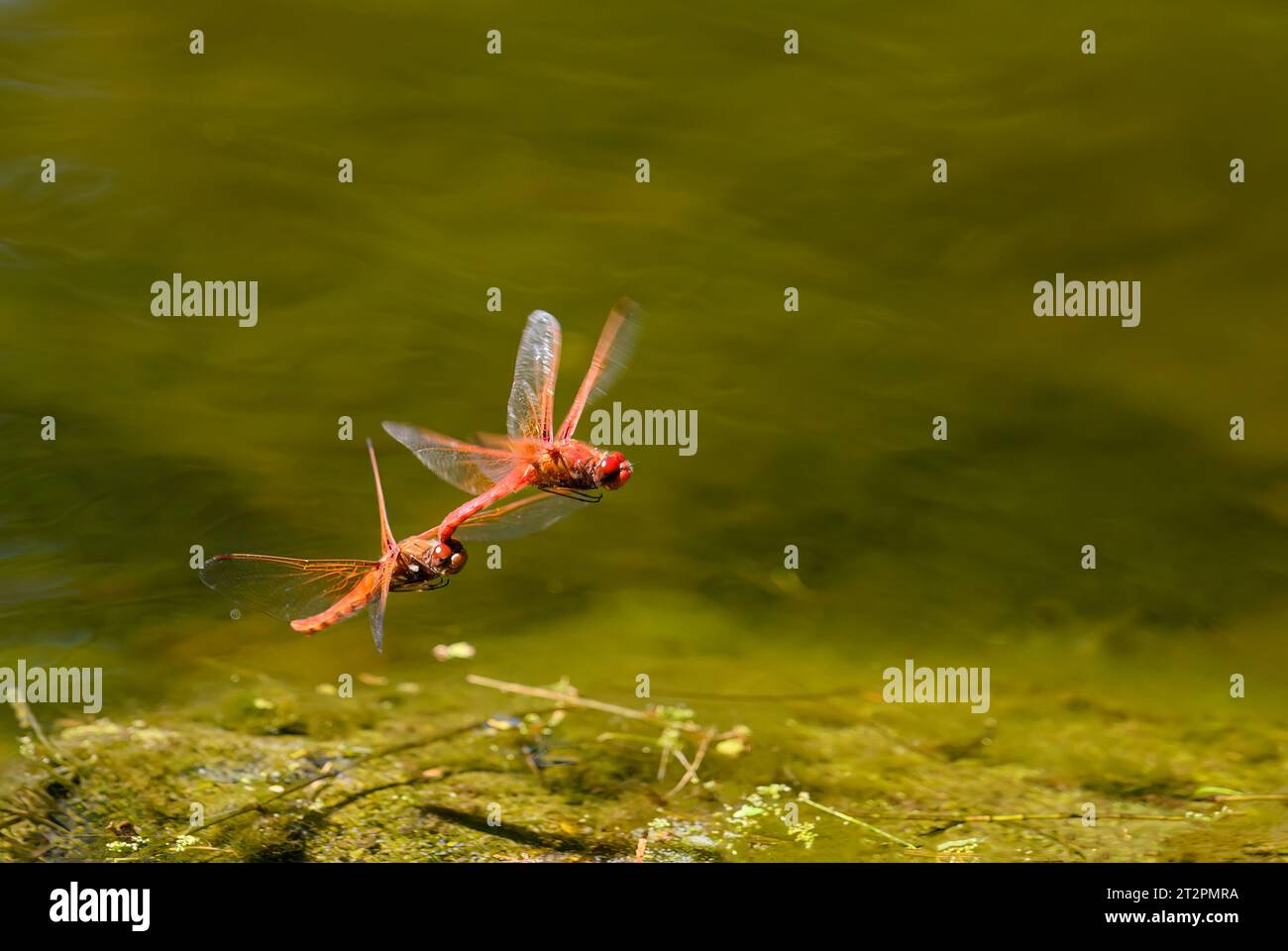 Red dragonfly mating in the air Stock Photo - Alamy