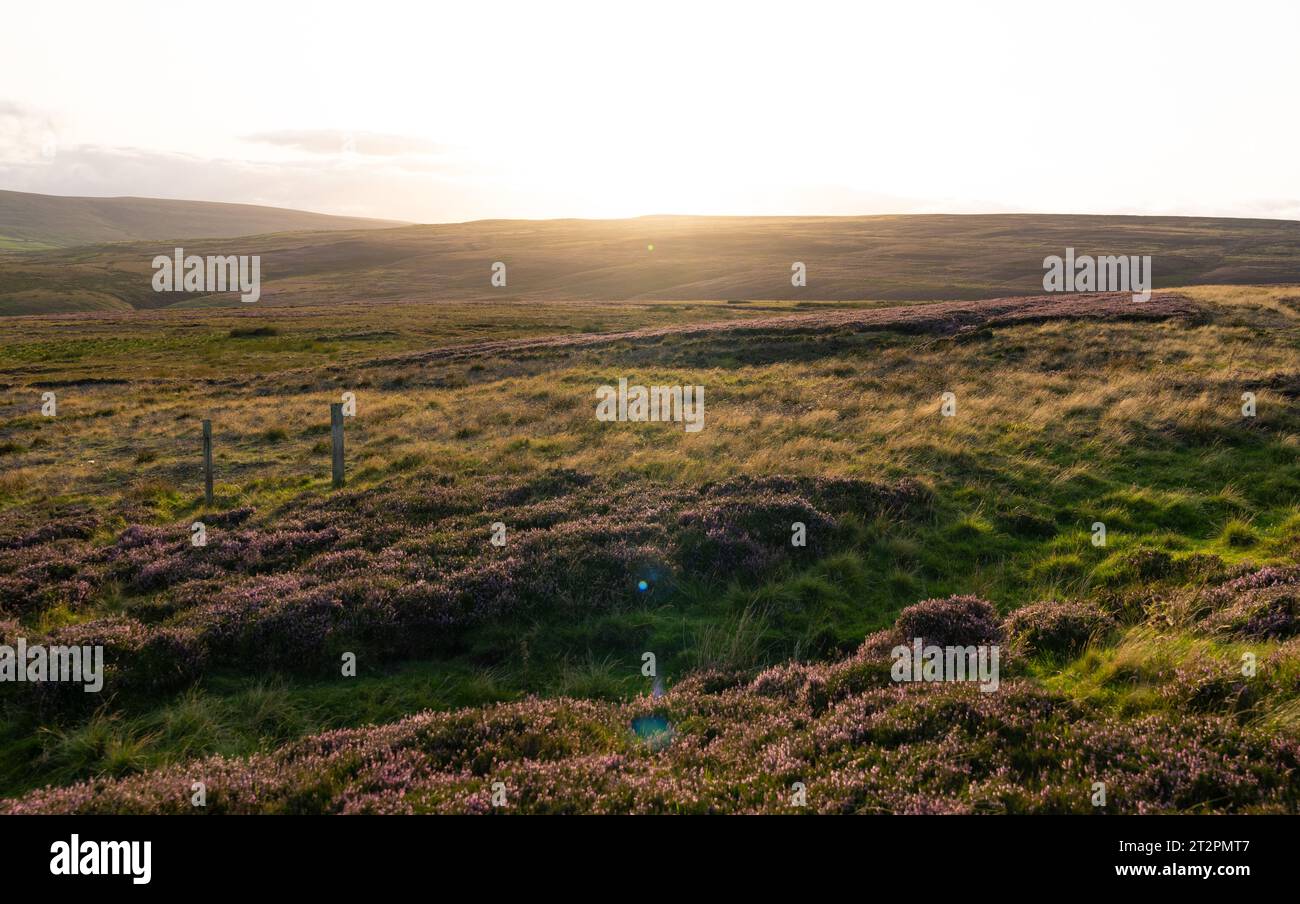 sunset over the heather moors of the North Pennines Area of Outstanding ...