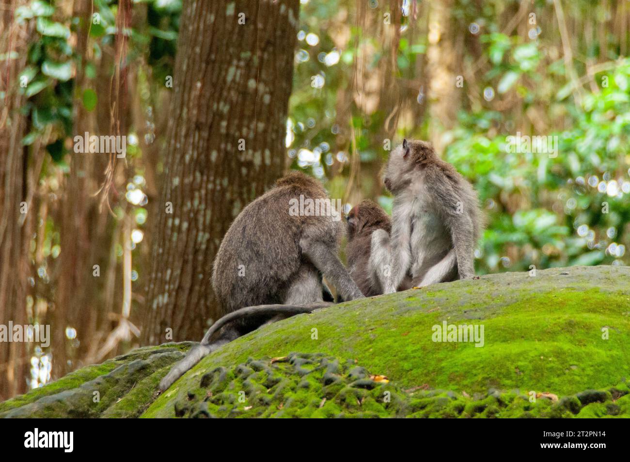 Ubud monkey forest sanctuary hi-res stock photography and images - Alamy