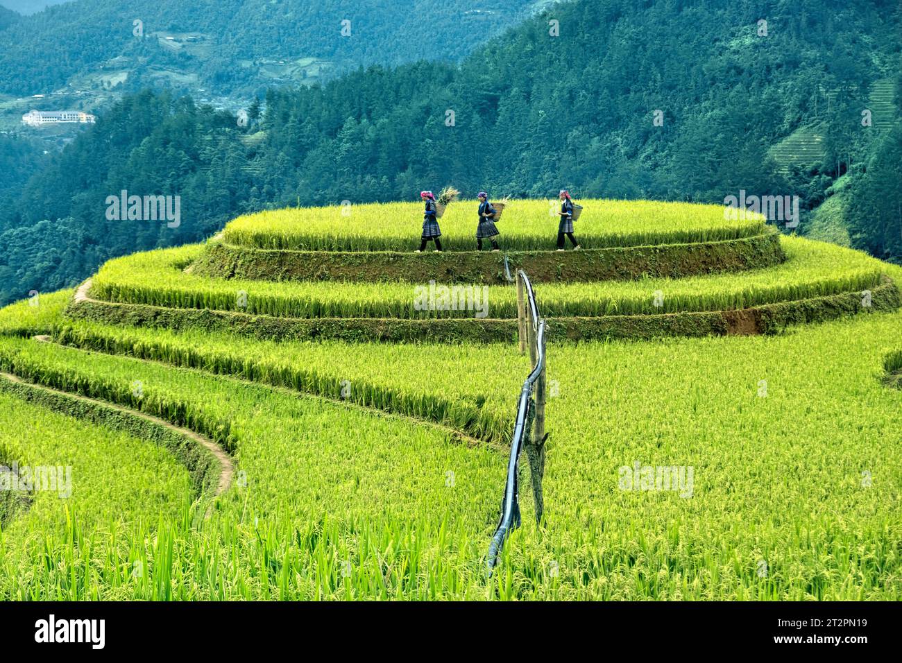 Flower Hmong women in the rice terraces of Mu Cang Chai, Yen Bai ...