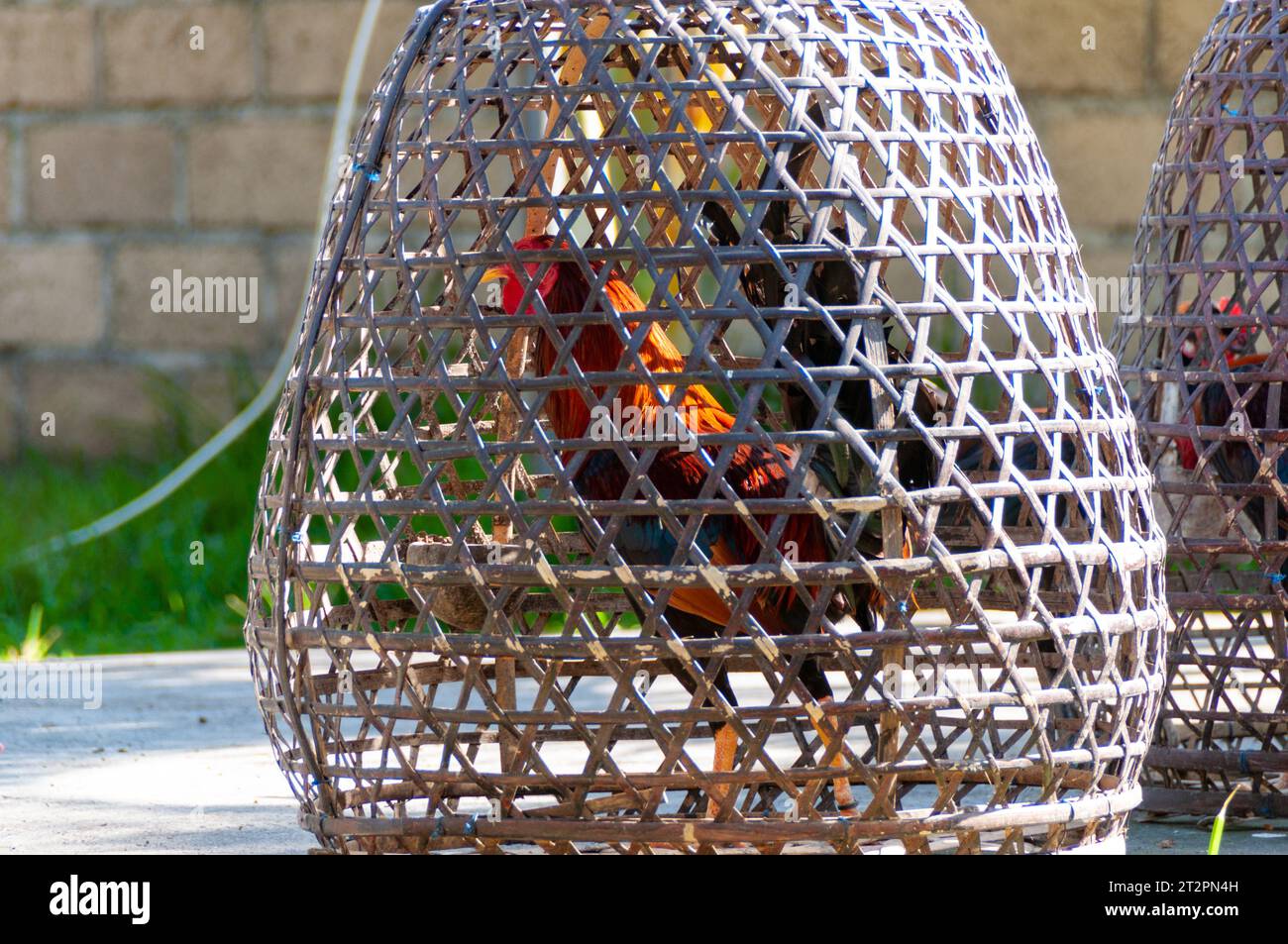 Kampong Village Chickens kept in free-range captivity in Bali, reared ...