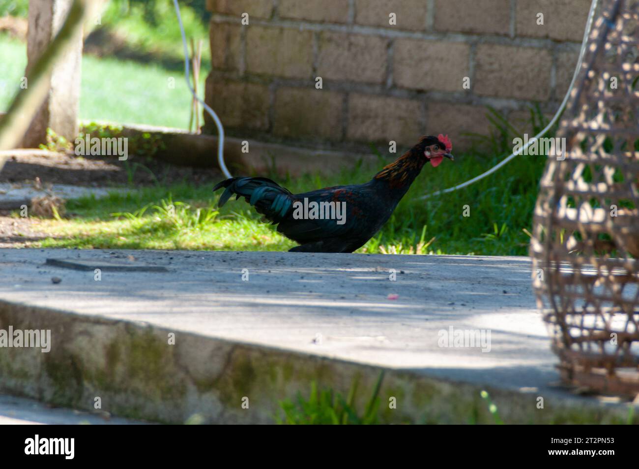 Kampong Village Chickens kept in free-range captivity in Bali, reared ...