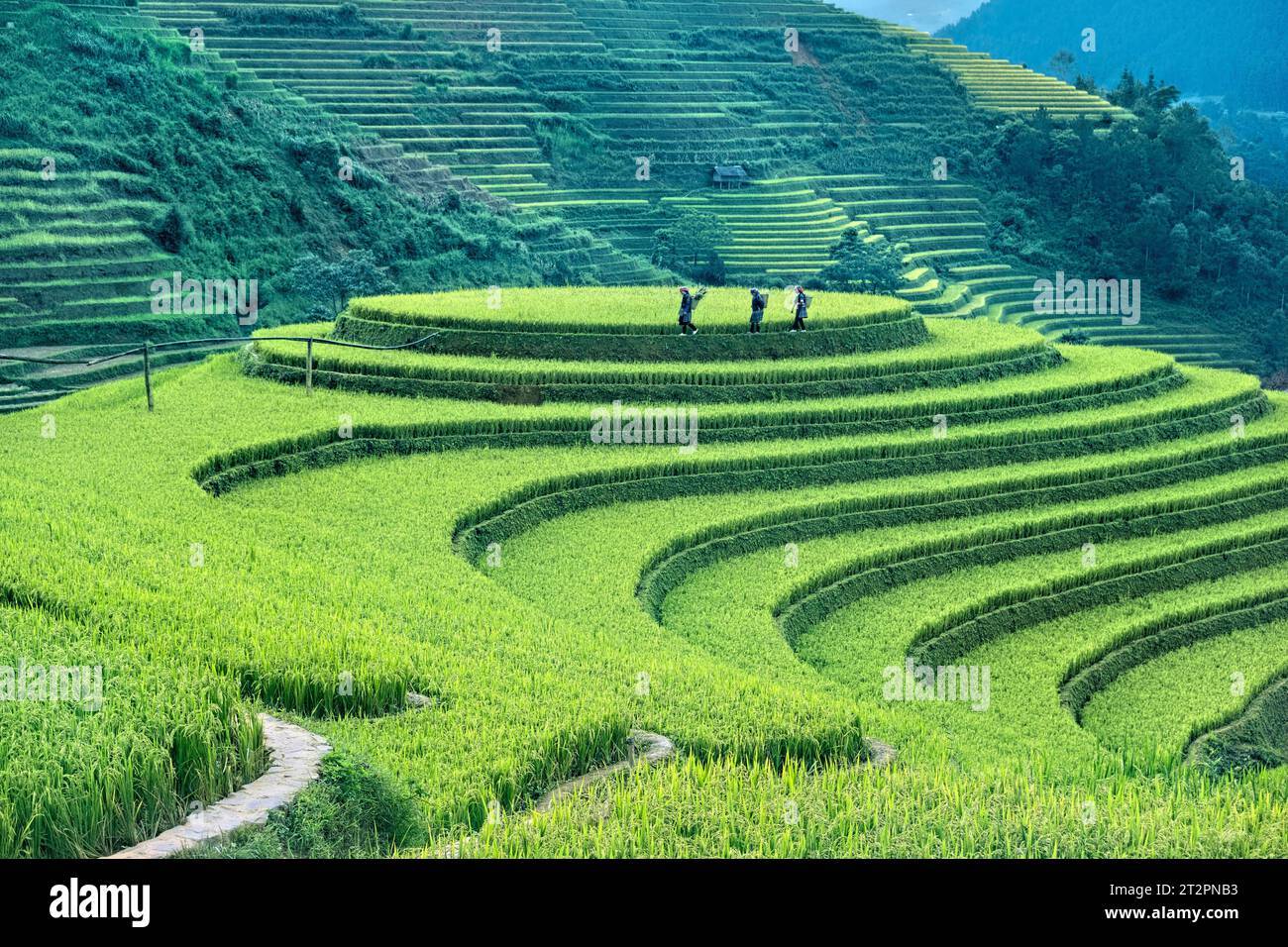 Flower Hmong women in the rice terraces of Mu Cang Chai, Yen Bai ...