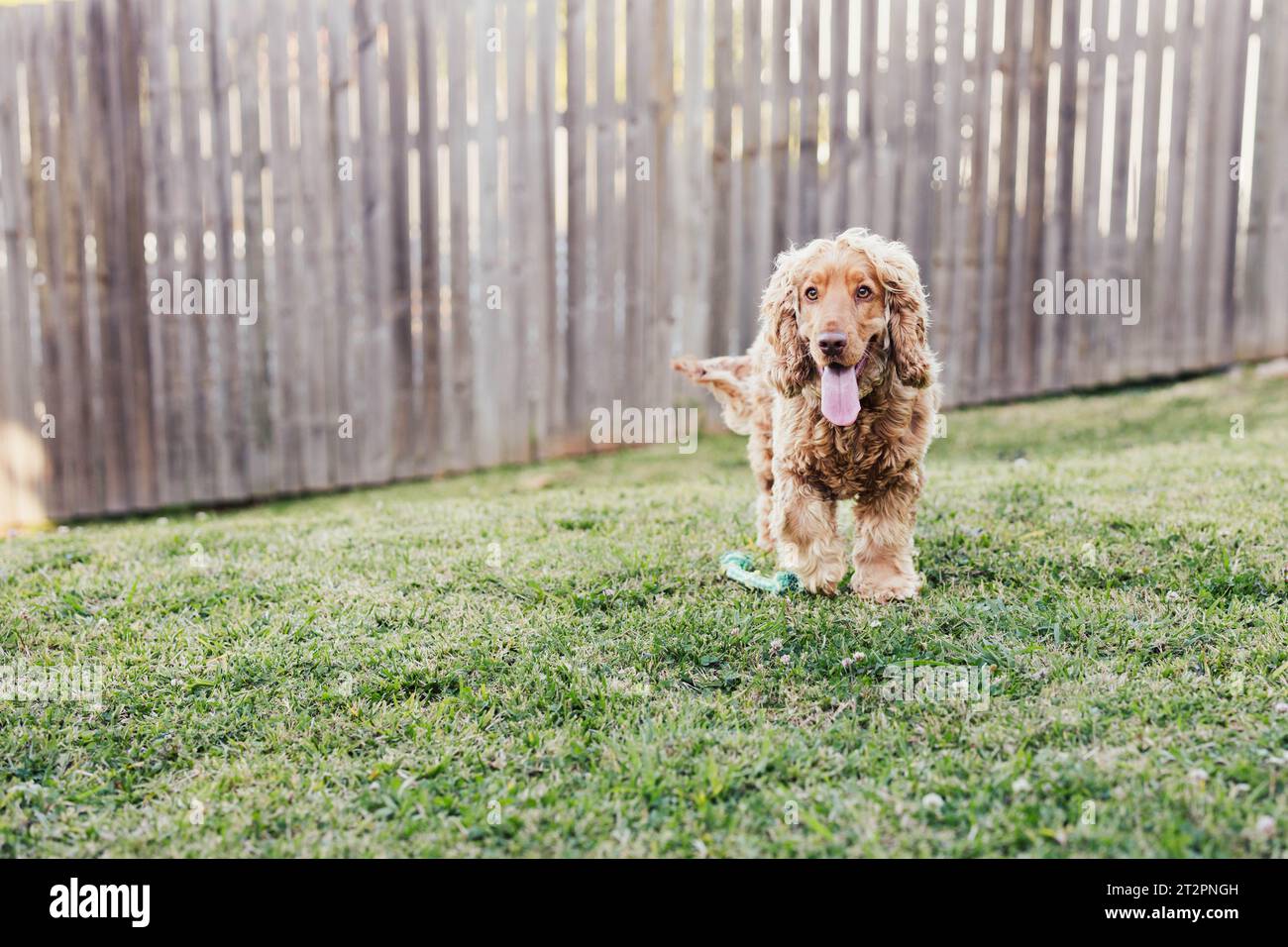 Golden Cocker Spaniel Dog outdoors Stock Photo - Alamy