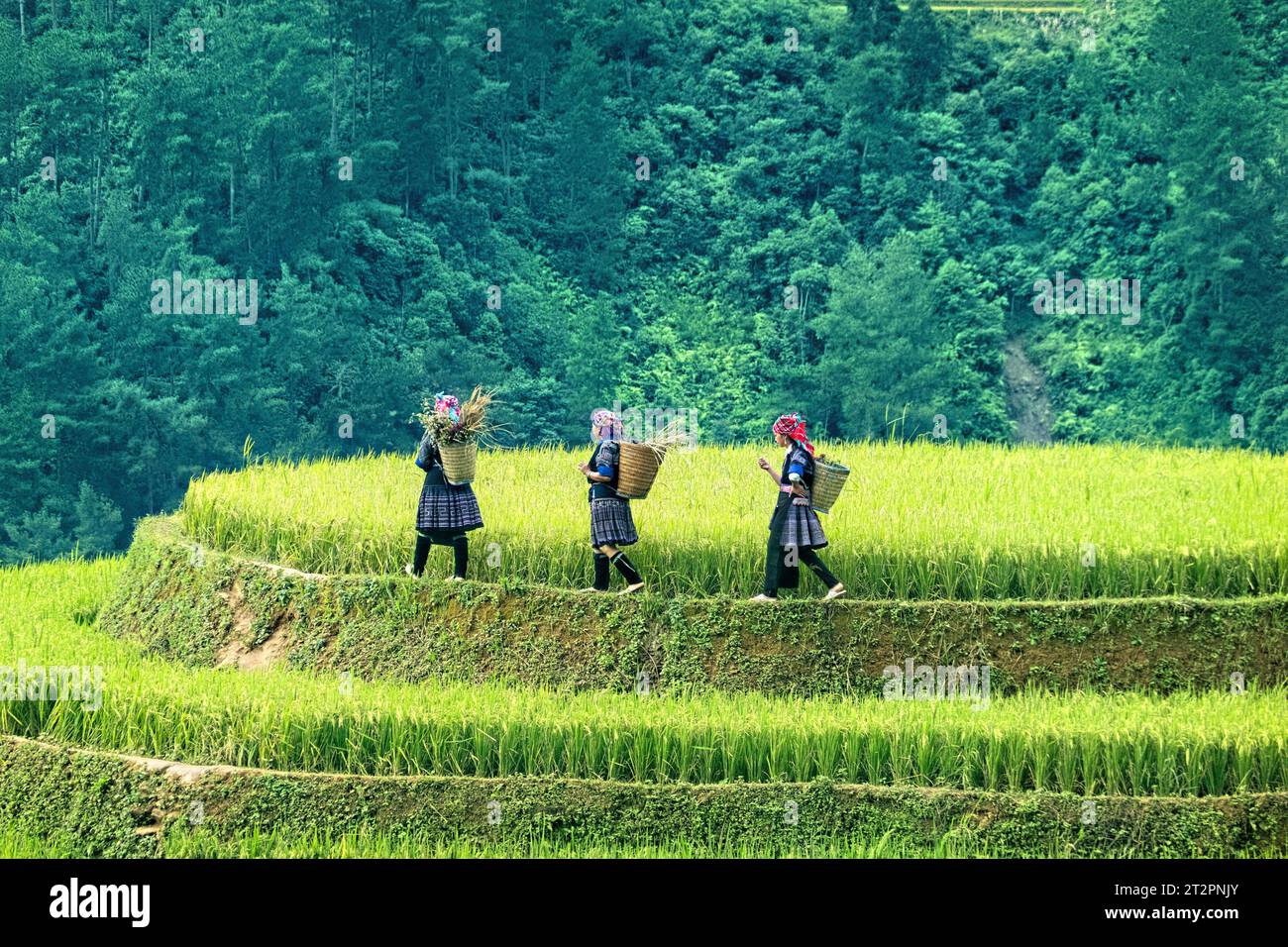 Flower Hmong women in the rice terraces of Mu Cang Chai, Yen Bai ...