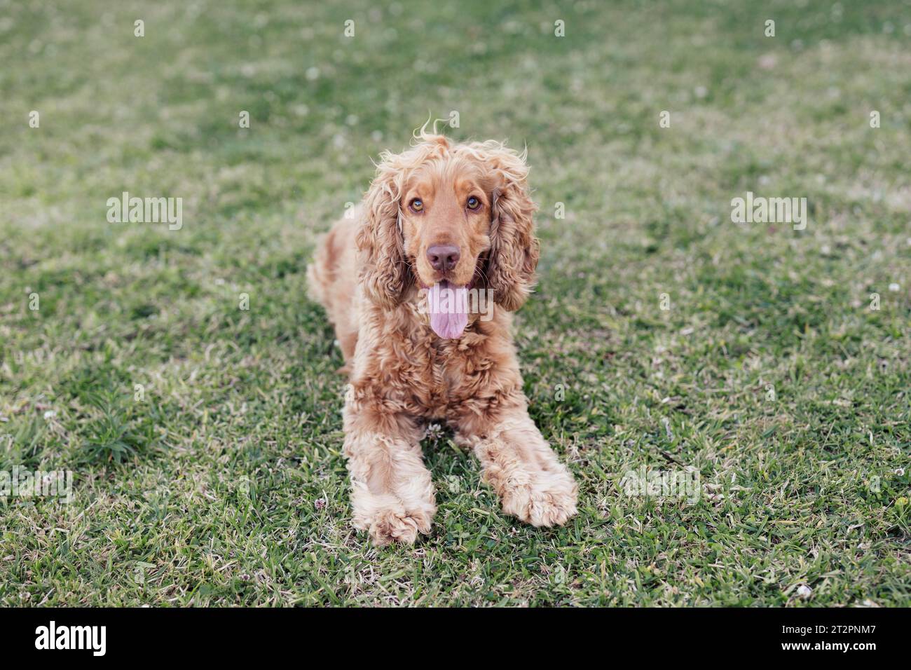 Golden Cocker Spaniel Dog outdoors Stock Photo - Alamy