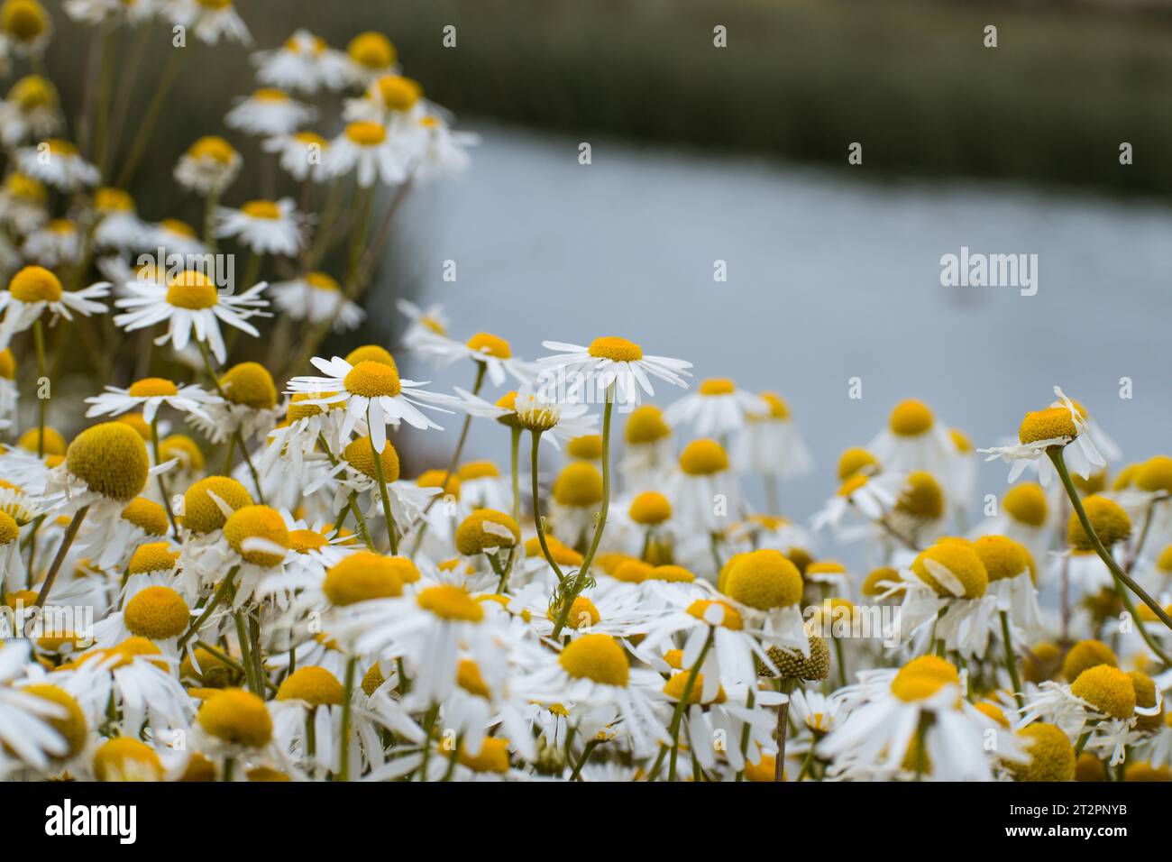 Daisy flower field next to the river Stock Photo - Alamy