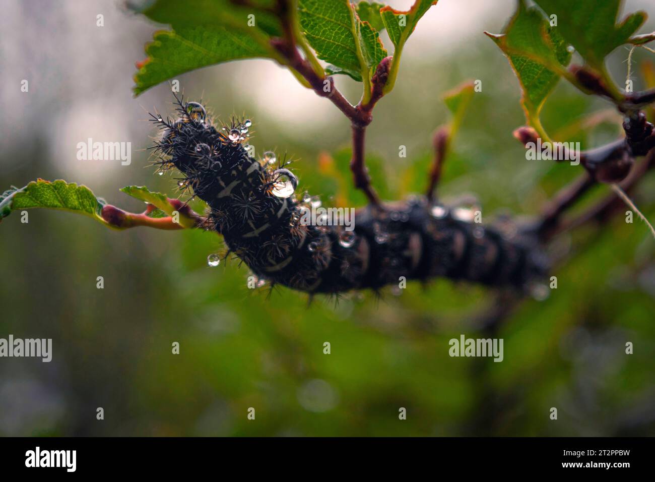 Hylesia hi-res stock photography and images - Alamy