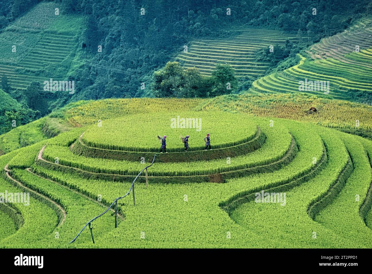 Flower Hmong women in the rice terraces of Mu Cang Chai, Yen Bai ...