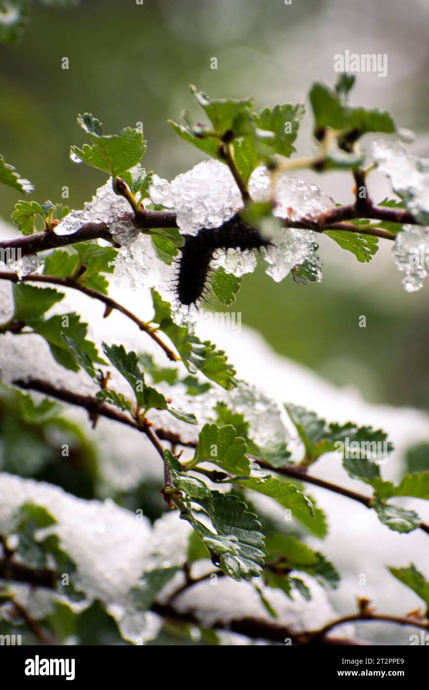 Burning bug hanging on a tree Stock Photo - Alamy