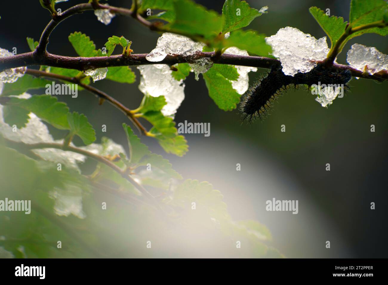 Burning bug hanging from a tree with ice Stock Photo - Alamy