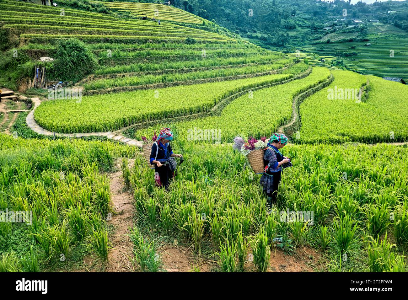 Flower Hmong women in the rice terraces of Mu Cang Chai, Yen Bai ...