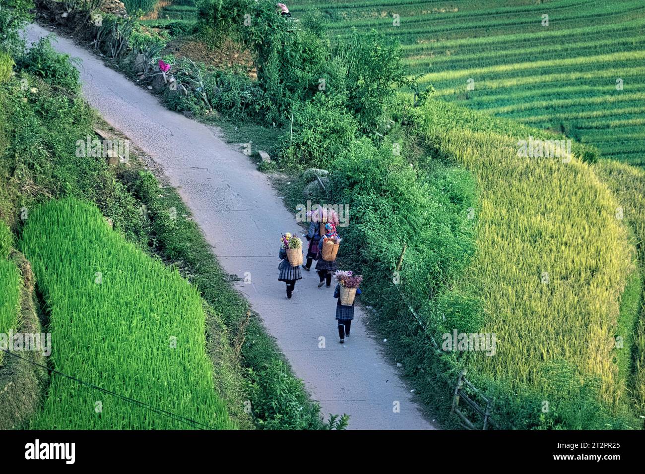 Flower Hmong women in the rice terraces of Mu Cang Chai, Yen Bai ...