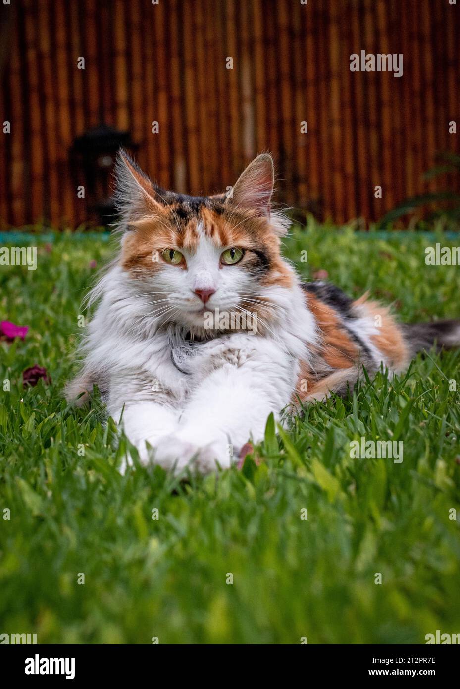 Tricolor cat hi-res stock photography and images - Alamy