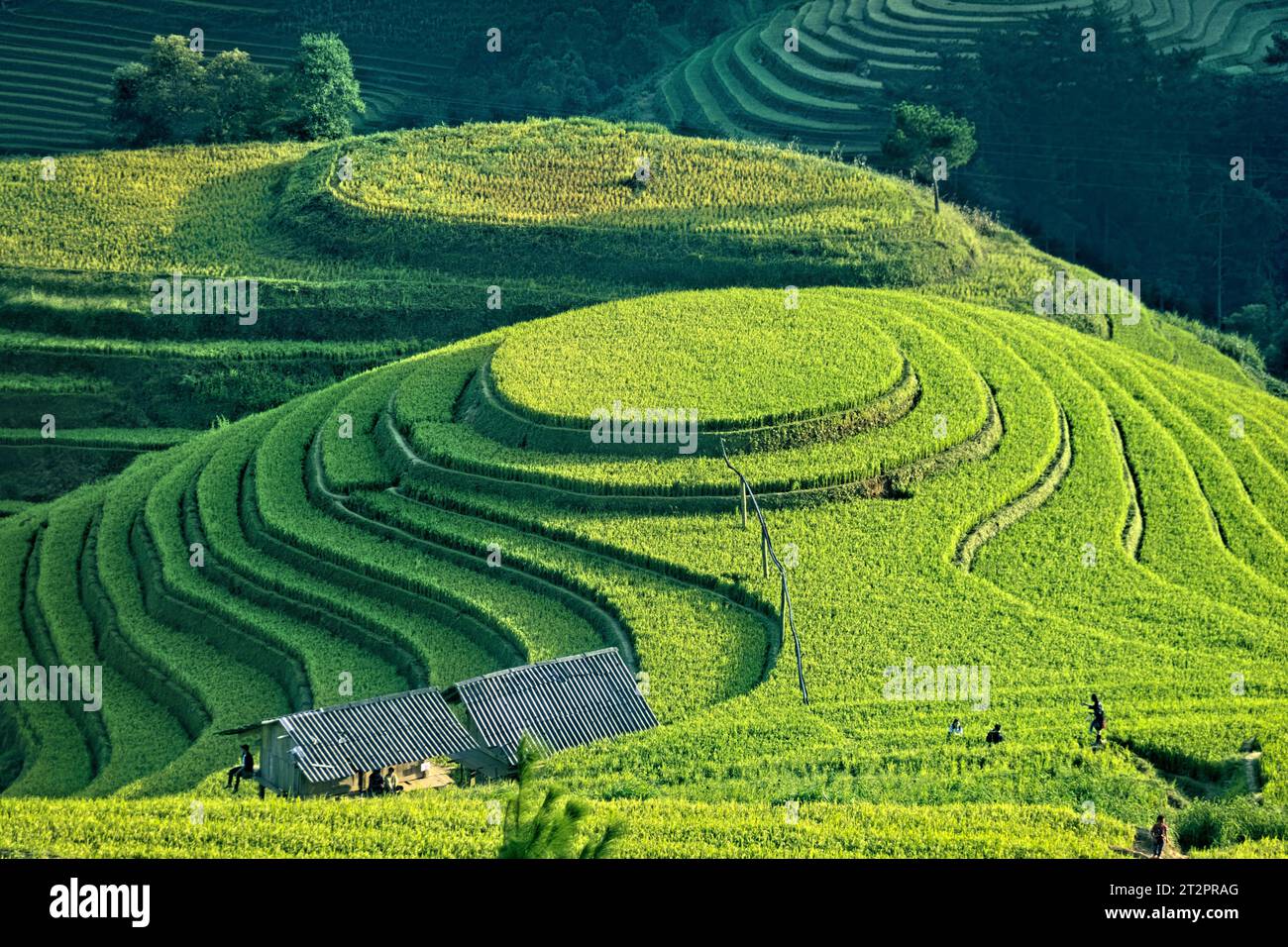 Amazing rice terraces, La Pan Tan, Mu Cang Chai, Yen Bai, Vietnam Stock ...