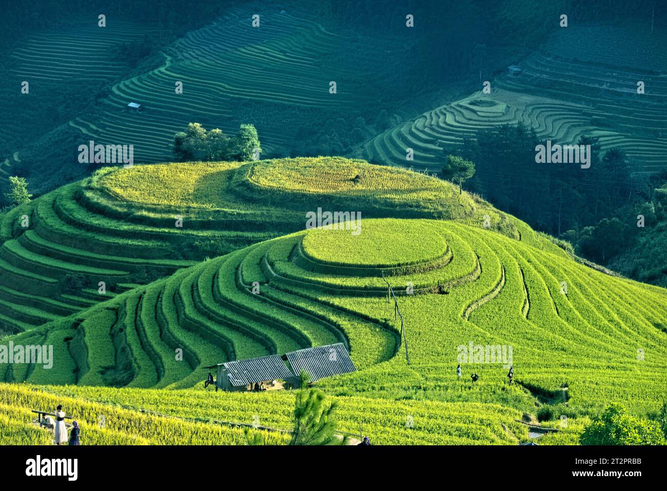 Amazing rice terraces, La Pan Tan, Mu Cang Chai, Yen Bai, Vietnam Stock ...
