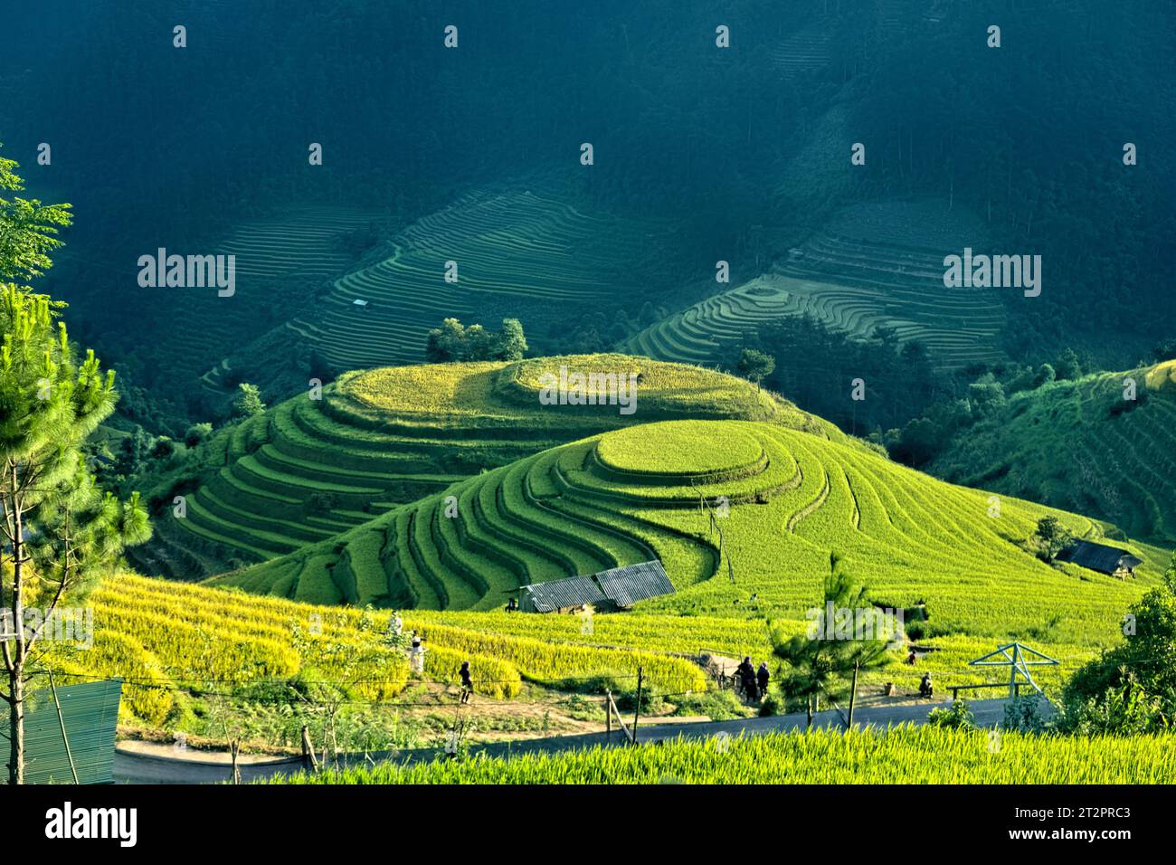 Amazing rice terraces, La Pan Tan, Mu Cang Chai, Yen Bai, Vietnam Stock ...