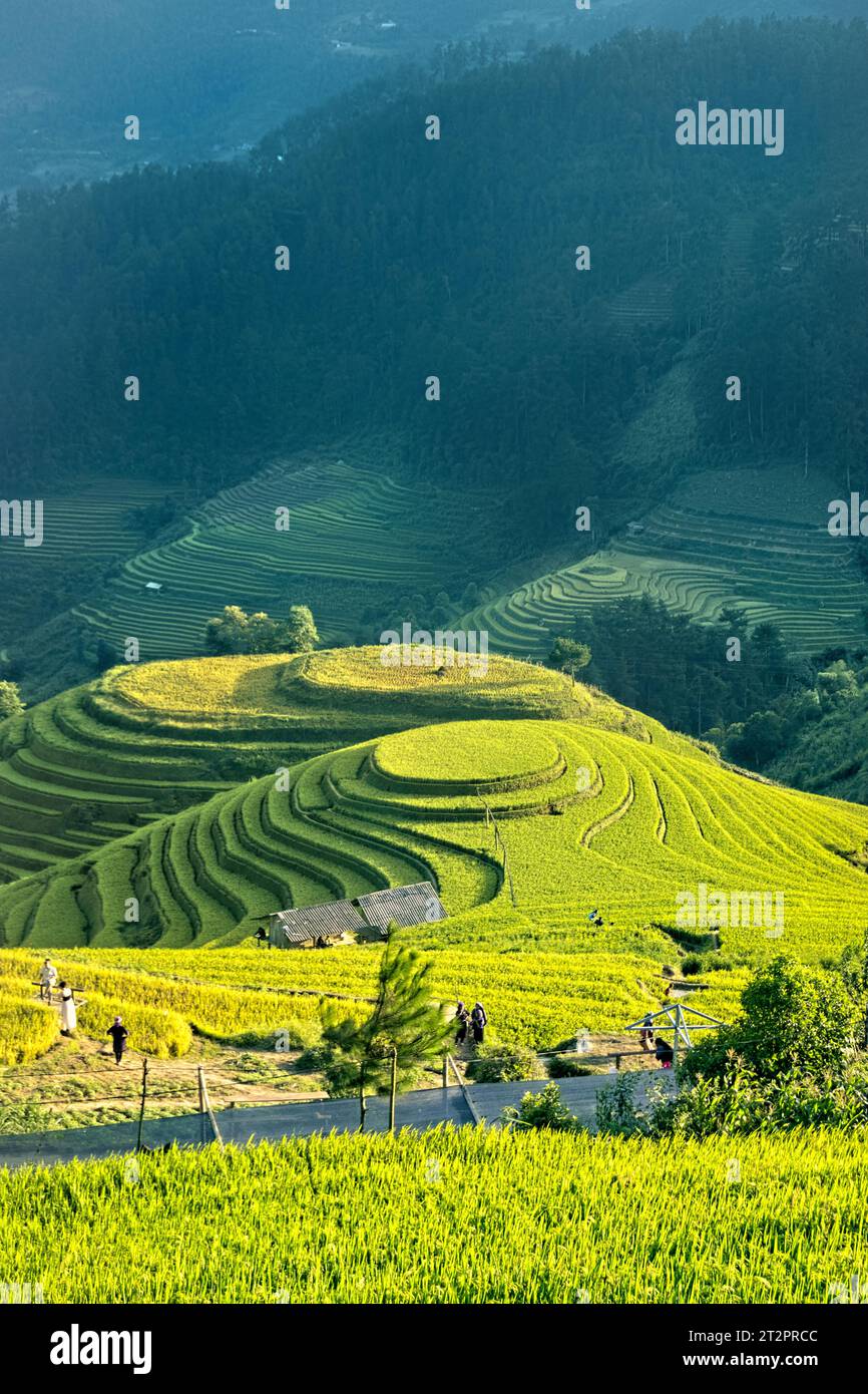 Amazing rice terraces, La Pan Tan, Mu Cang Chai, Yen Bai, Vietnam Stock ...