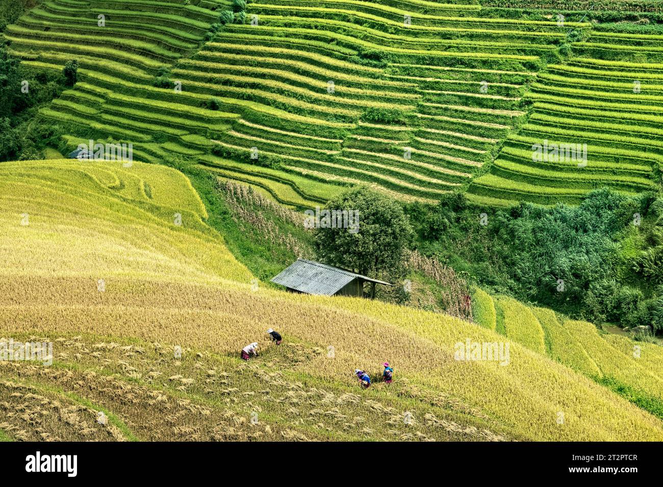 Admiring the amazing rice terraces of Mu Cang Chai, Yen Bai, Vietnam ...