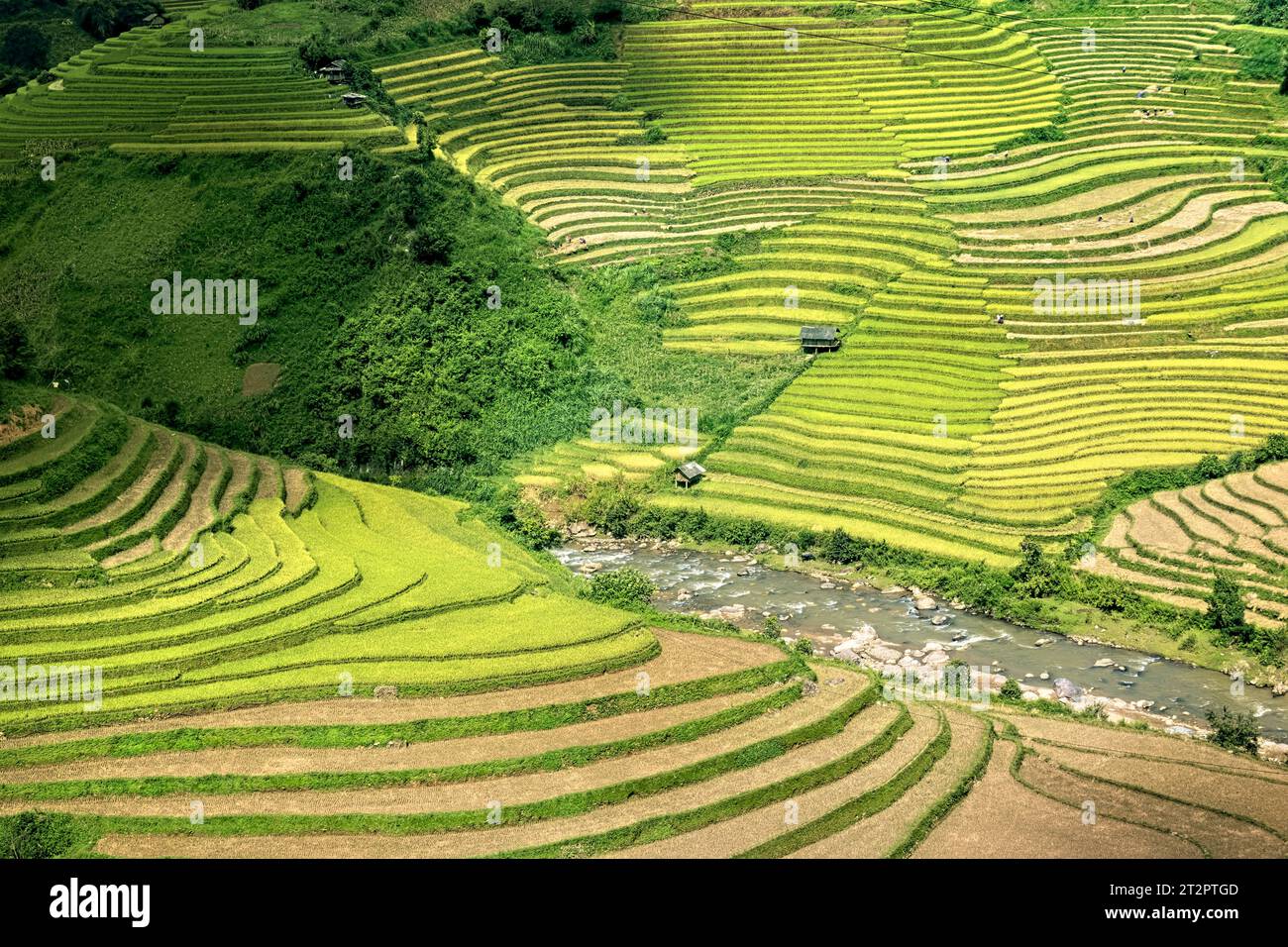 Admiring the amazing rice terraces of Mu Cang Chai, Yen Bai, Vietnam ...