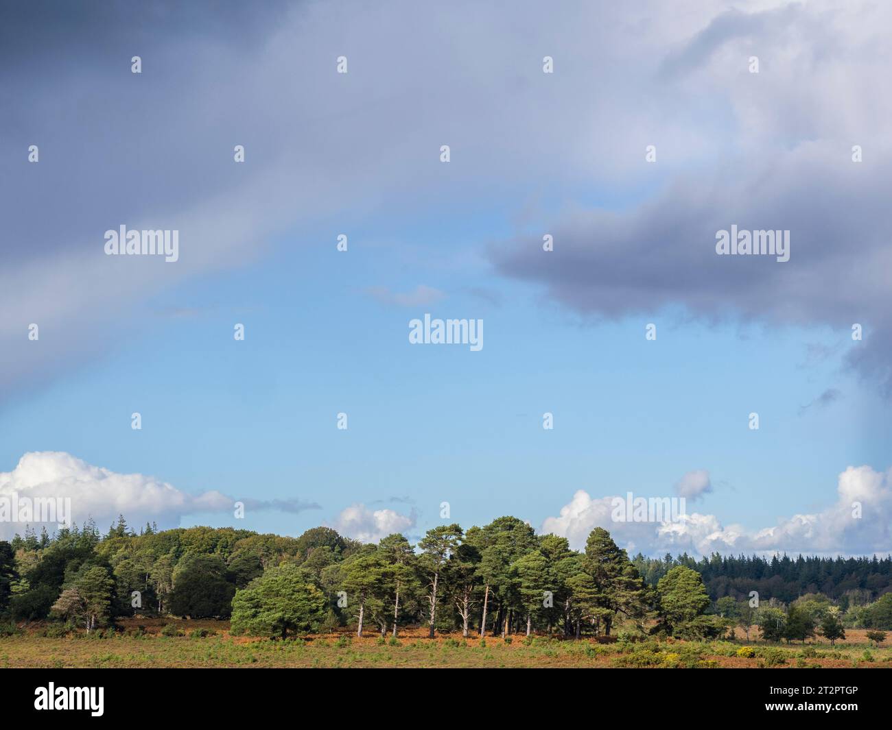 Rain Clouds above the New Forest, Brockenhurst, Hampshire, England, UK ...