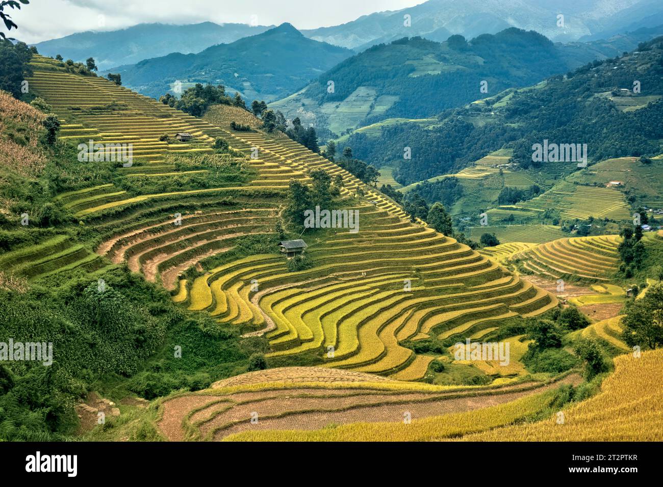 Admiring the amazing rice terraces of Mu Cang Chai, Yen Bai, Vietnam ...