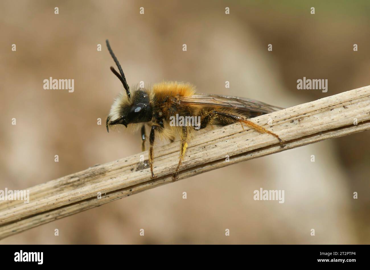 Natural closeup on the furry and orange colored male of the tawny ...